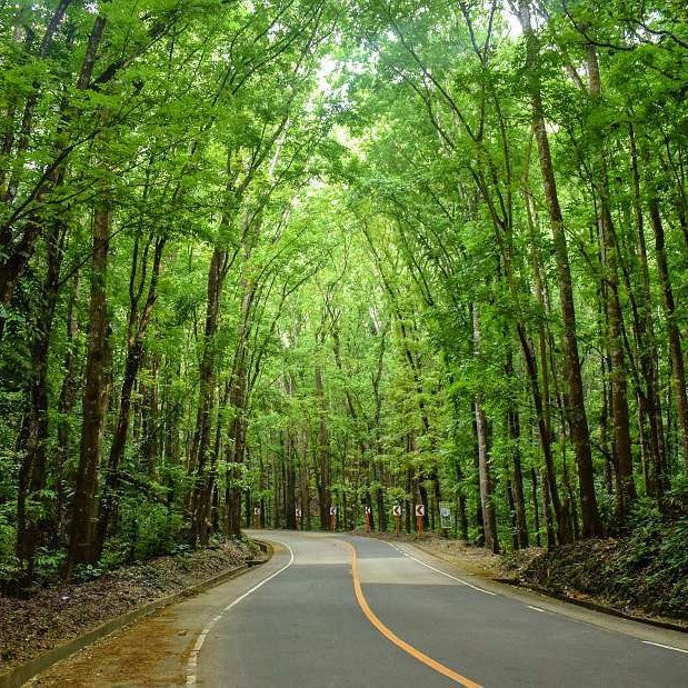 Man-Made Forest – Bohol Local